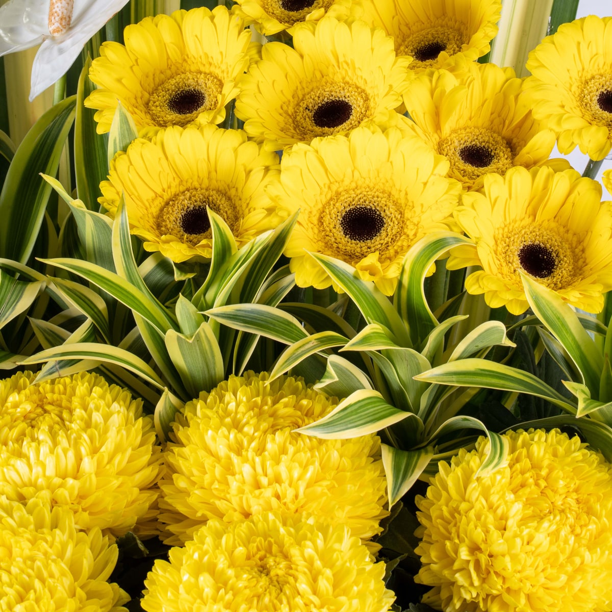 Life's Journey #19 - SG Florist